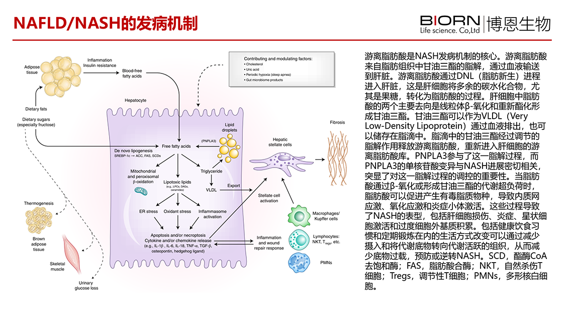 NAFLD/NASH小鼠模型